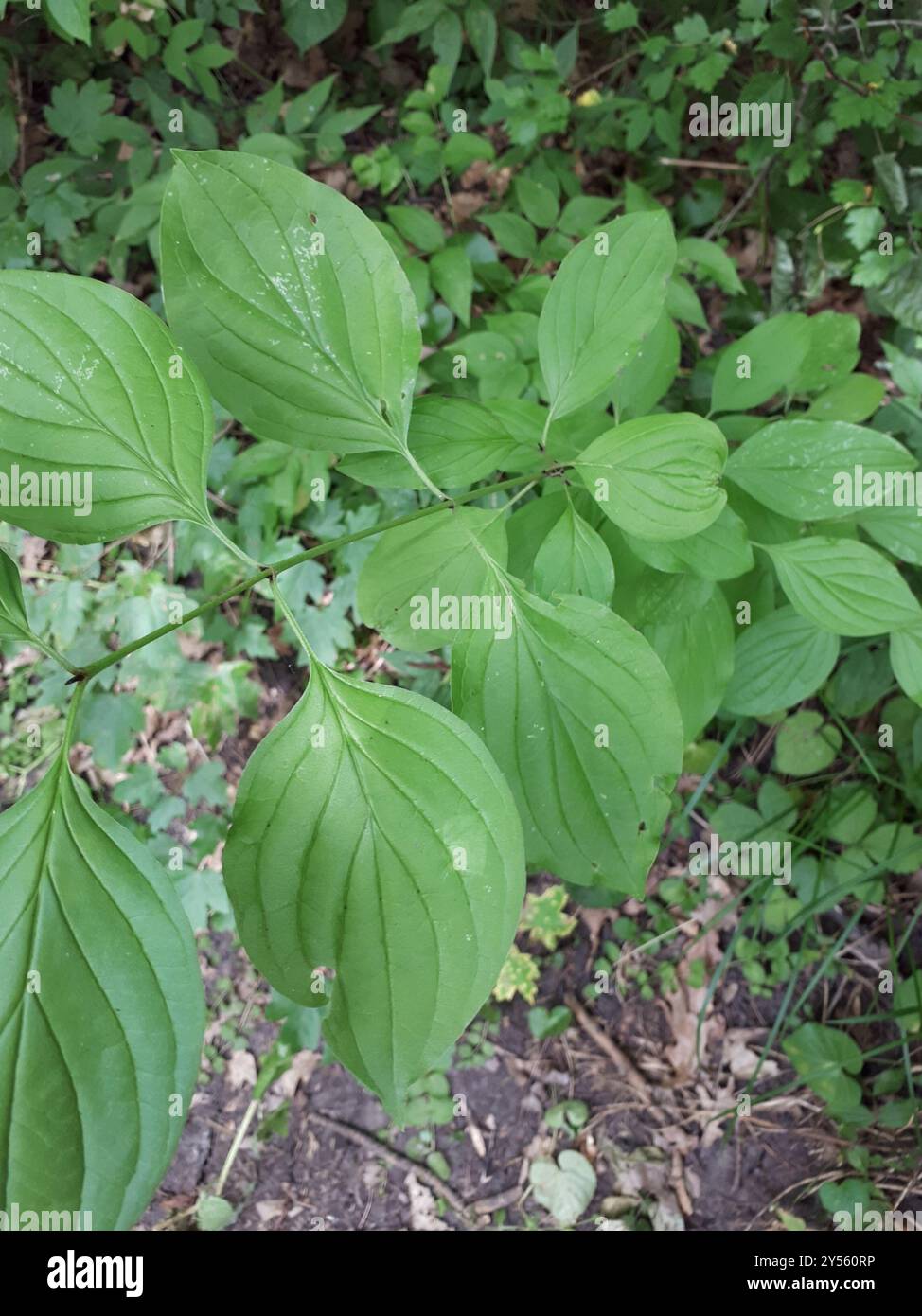 common dogwood (Cornus sanguinea) Plantae Stock Photo - Alamy