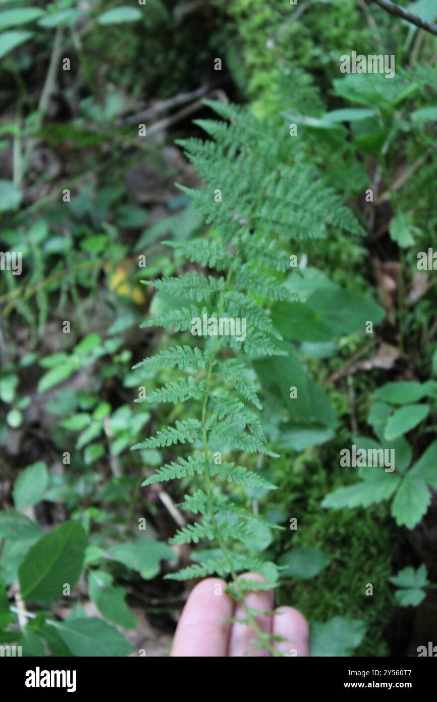bulblet fern (Cystopteris bulbifera) Plantae Stock Photo - Alamy