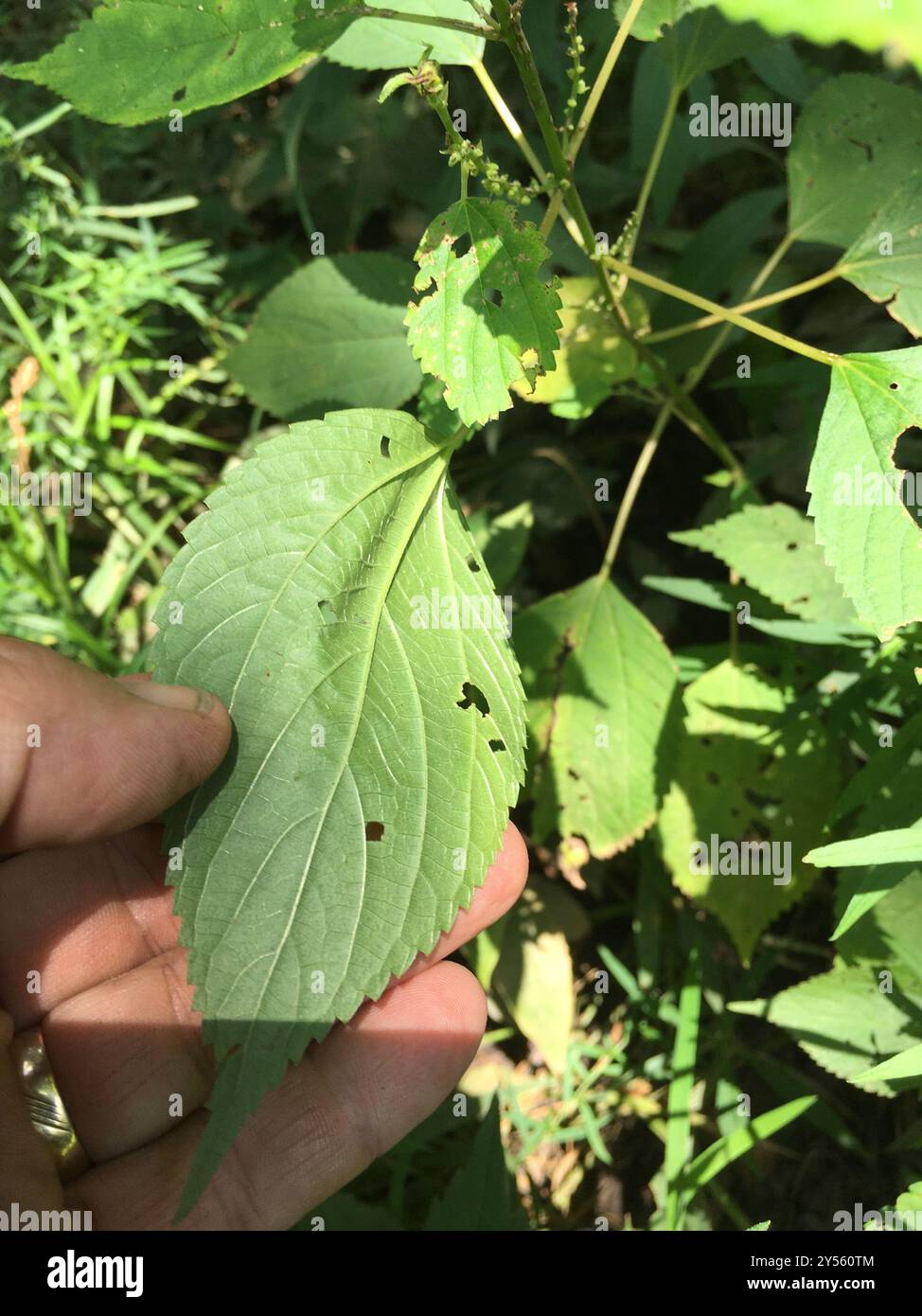 false nettle (Boehmeria cylindrica) Plantae Stock Photo - Alamy