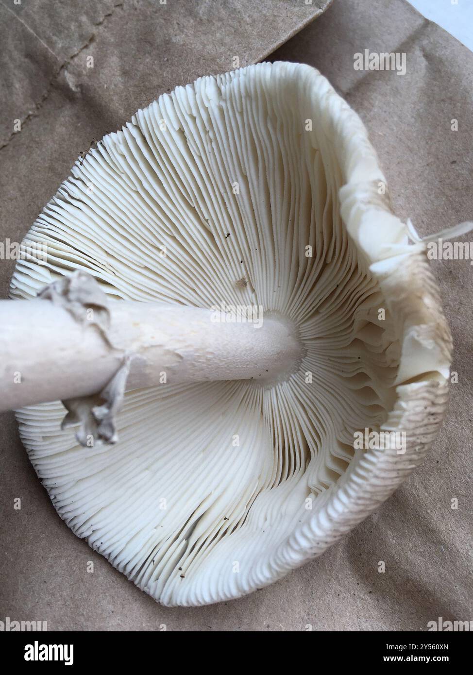 Hated Caesar (Amanita spreta) Fungi Stock Photo - Alamy