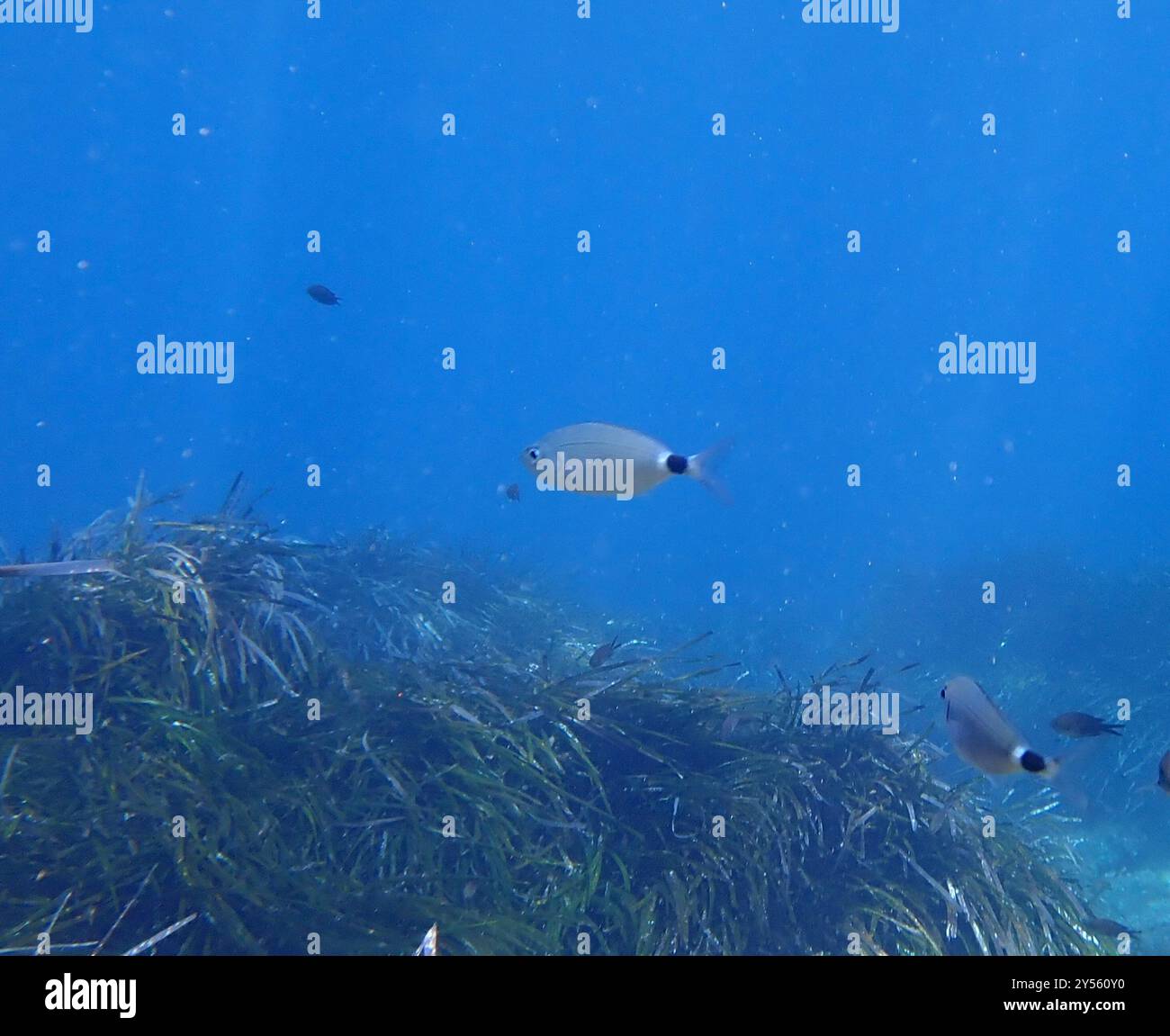 Saddled Seabream (Oblada melanurus) Actinopterygii Stock Photo - Alamy