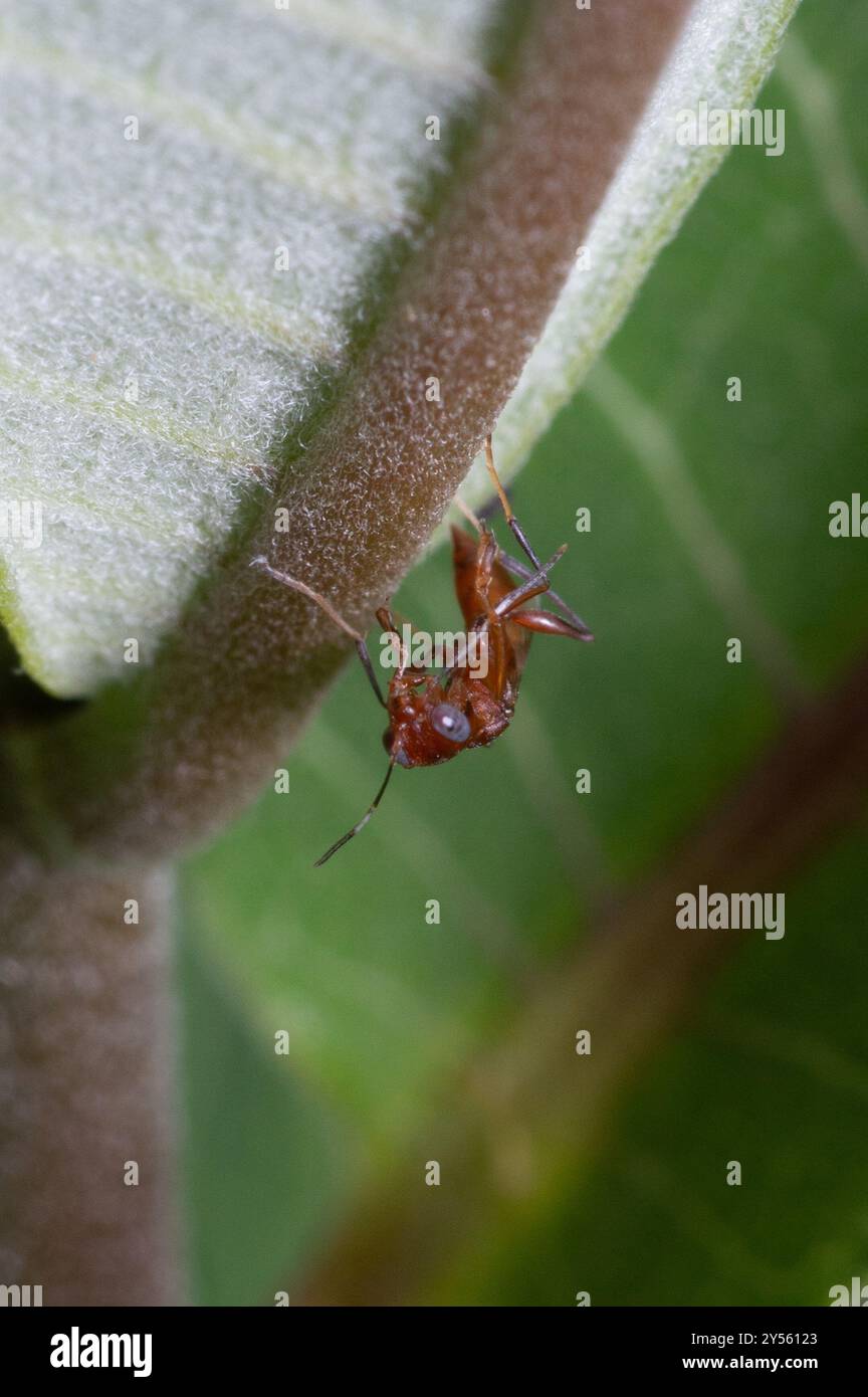 Pincer Wasps (Dryinidae) Insecta Stock Photo - Alamy