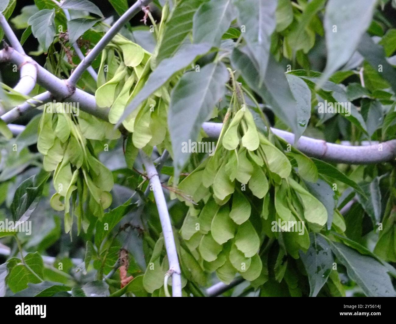box elder (Acer negundo) Plantae Stock Photo - Alamy