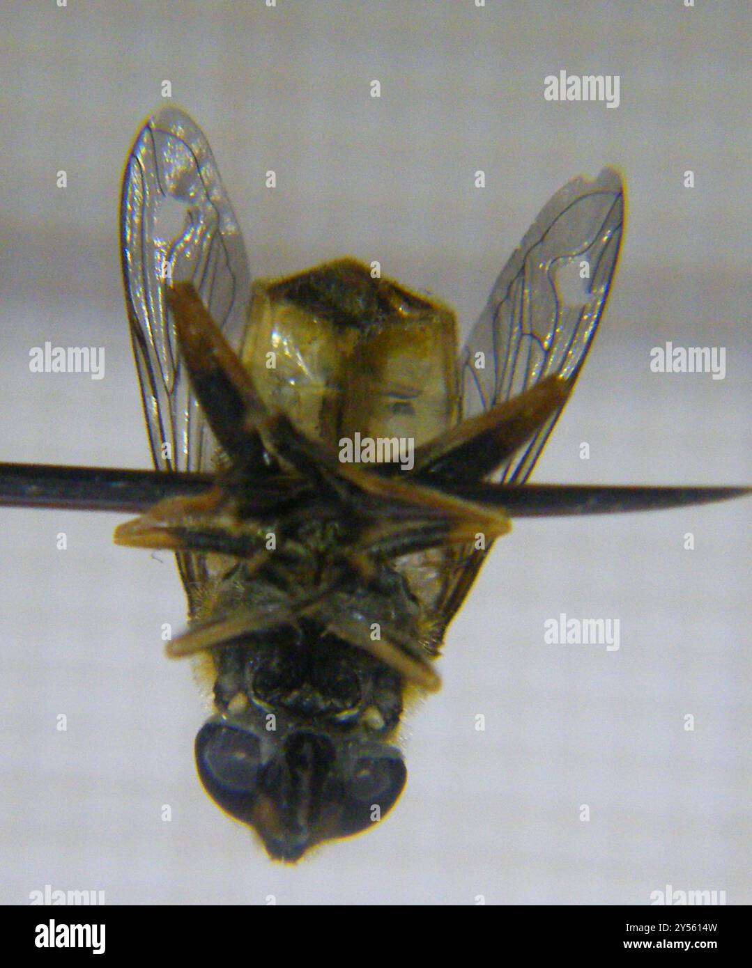 Sun Fly (Helophilus pendulus) Insecta Stock Photo - Alamy