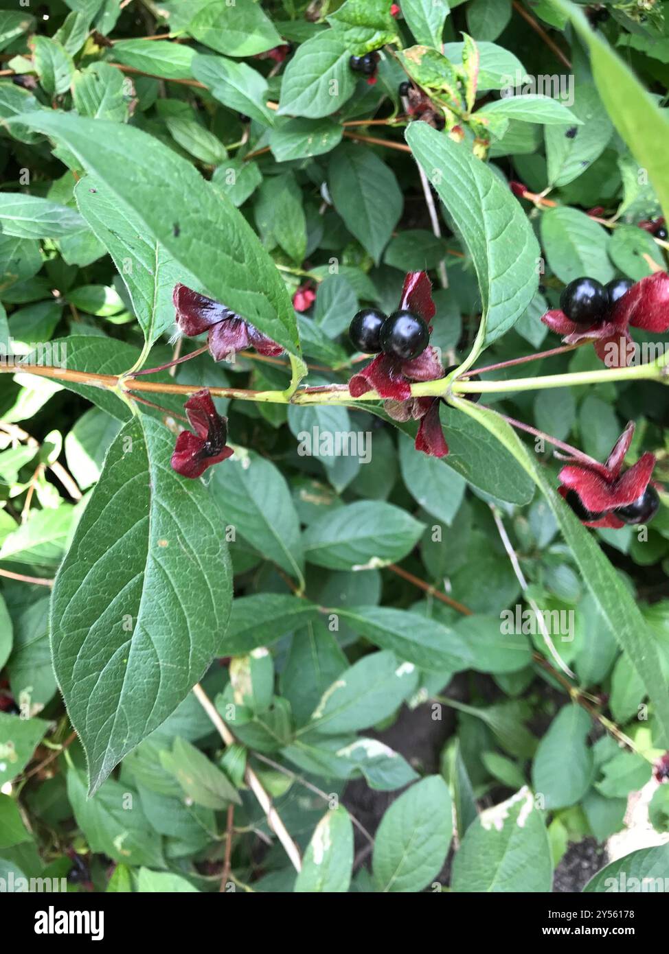 twinberry honeysuckle (Lonicera involucrata) Plantae Stock Photo - Alamy