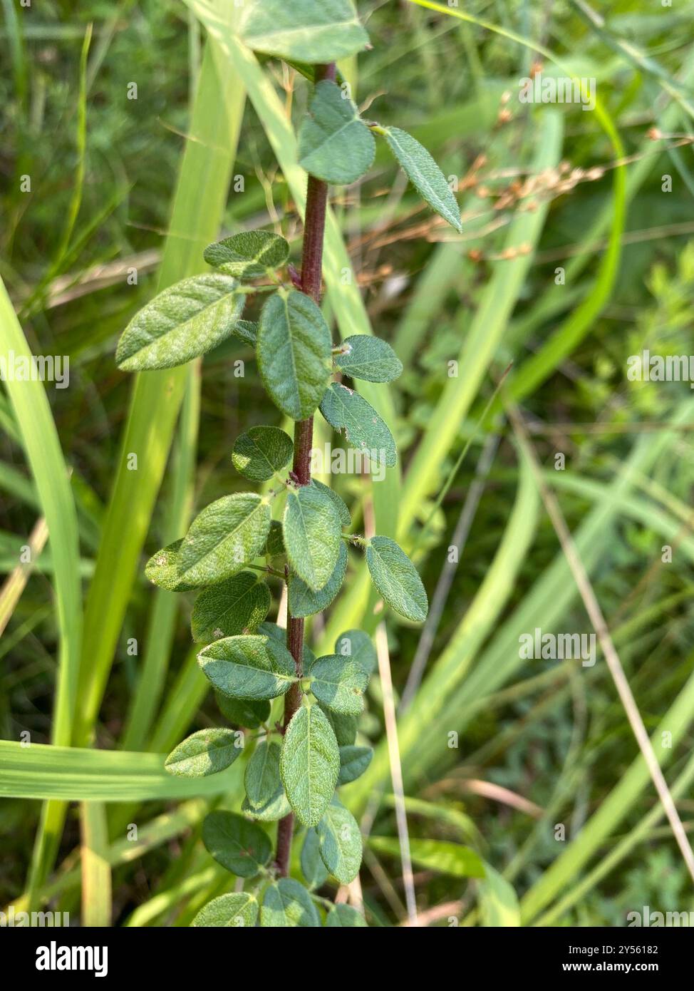 Little-leaf Tick-clover (Desmodium ciliare) Plantae Stock Photo - Alamy