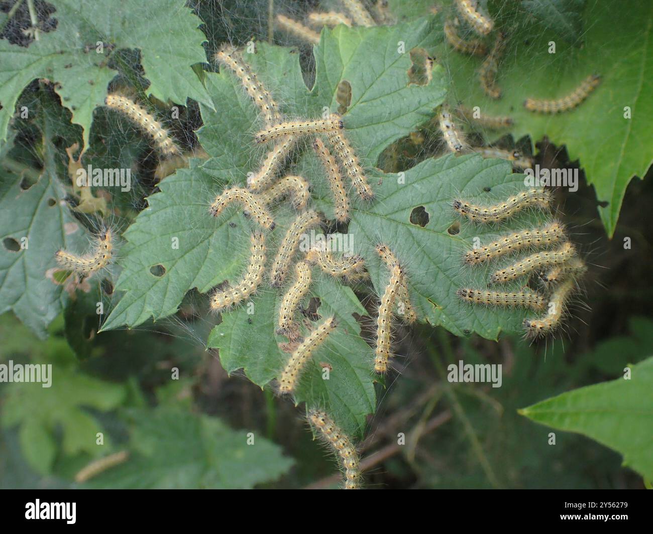 Fall Webworm Moth (Hyphantria cunea) Insecta Stock Photo - Alamy