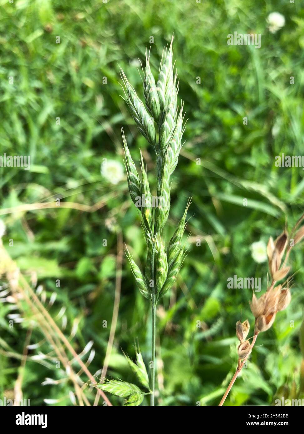 common soft brome (Bromus hordeaceus) Plantae Stock Photo - Alamy