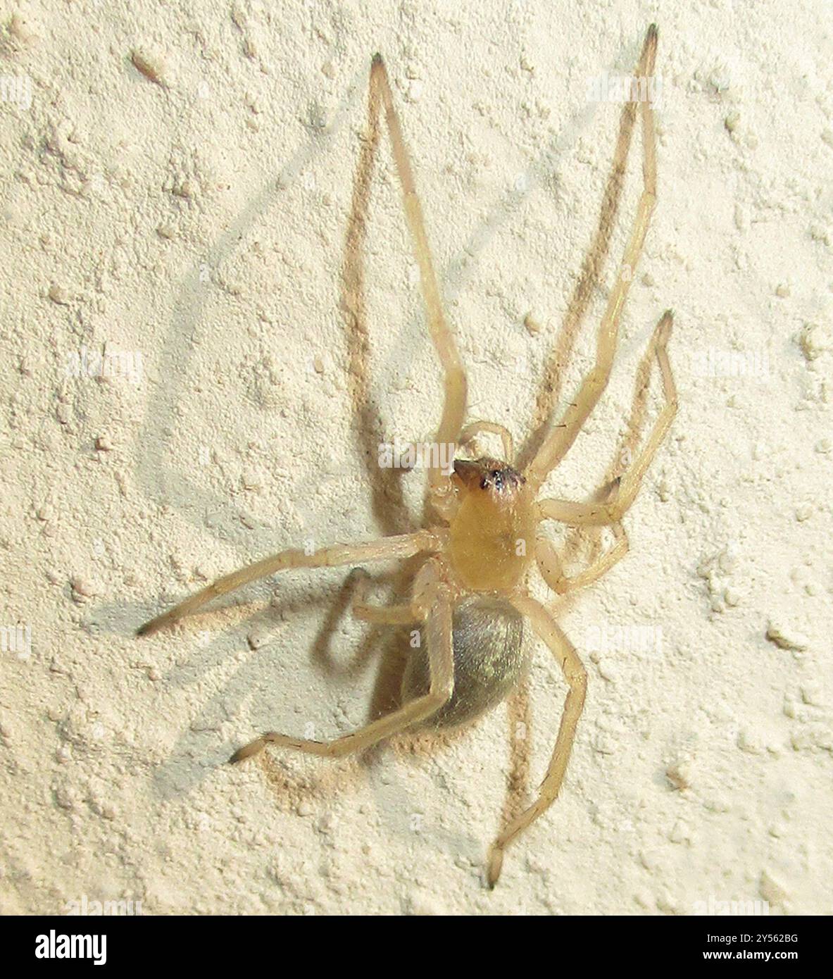 Common House Sac Spider (Cheiracanthium furculatum) Arachnida Stock ...