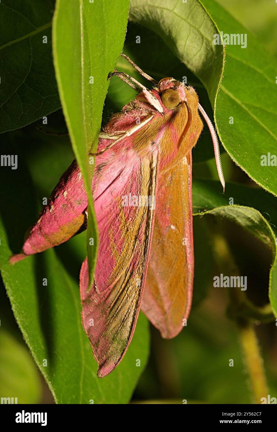 Elephant Hawkmoth (Deilephila elpenor) Insecta Stock Photo - Alamy