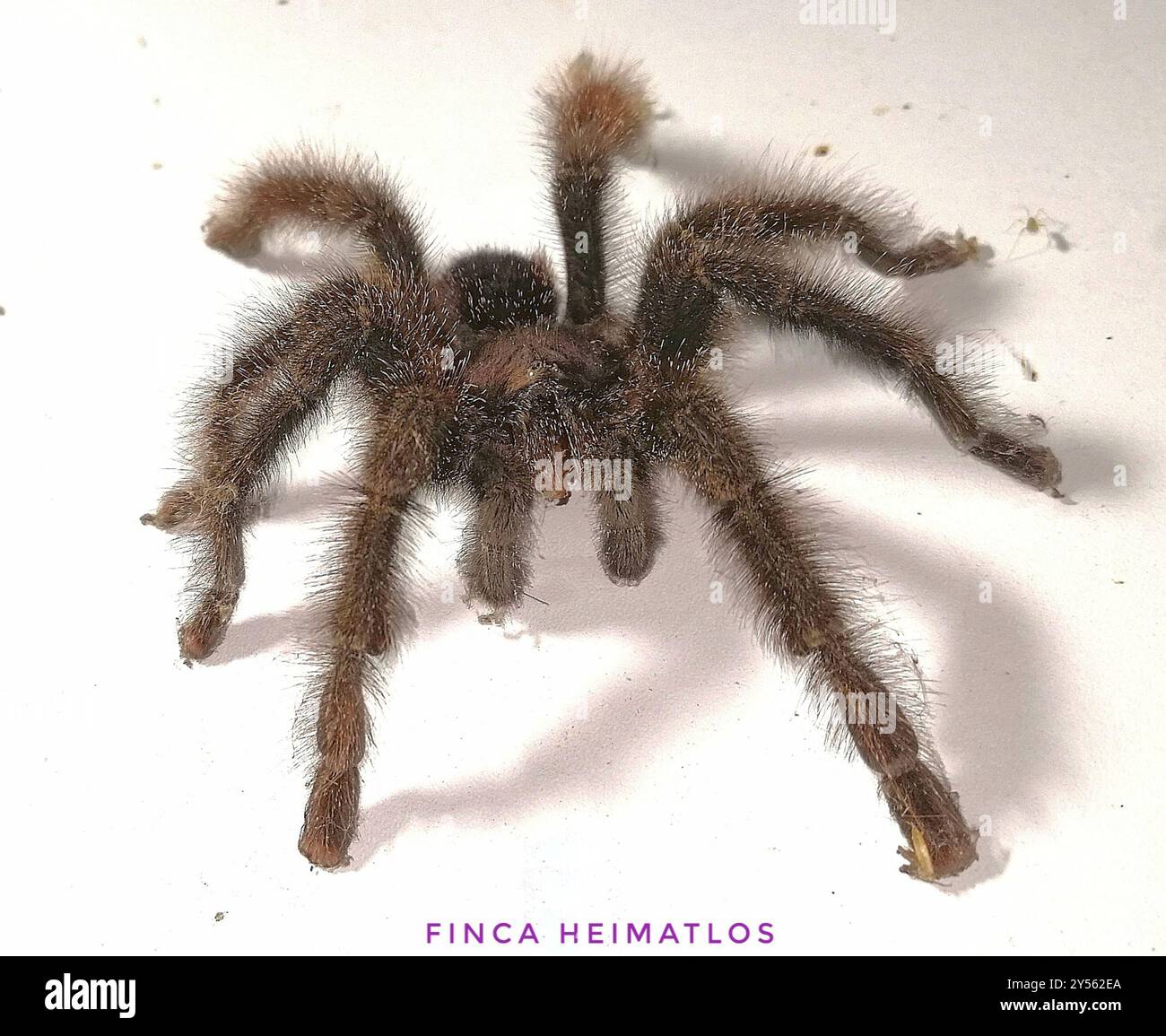 Yellow-banded Pinktoe Tarantula (Avicularia juruensis) Arachnida Stock ...