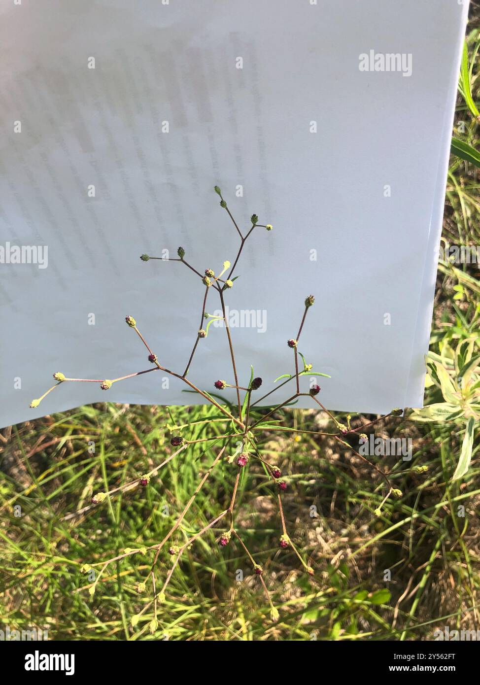 Narrow Leaf Ironweed (Vernonia angustifolia) Plantae Stock Photo - Alamy