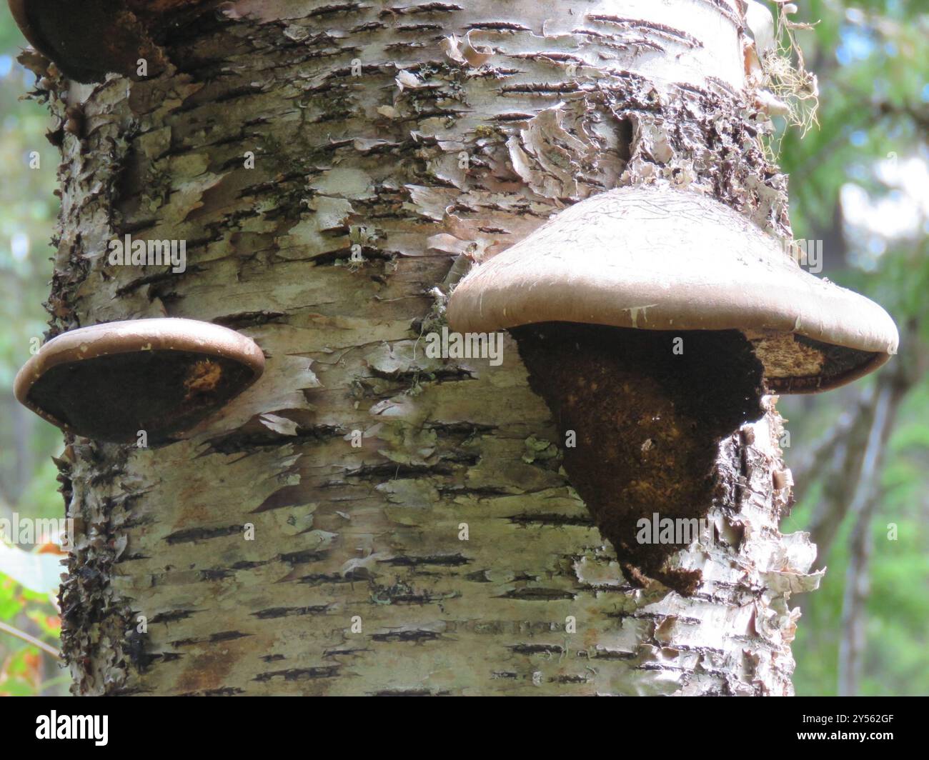 birch polypore (Fomitopsis betulina) Fungi Stock Photo - Alamy