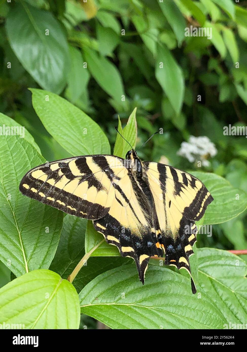 Western Tiger Swallowtail (Papilio rutulus) Insecta Stock Photo - Alamy