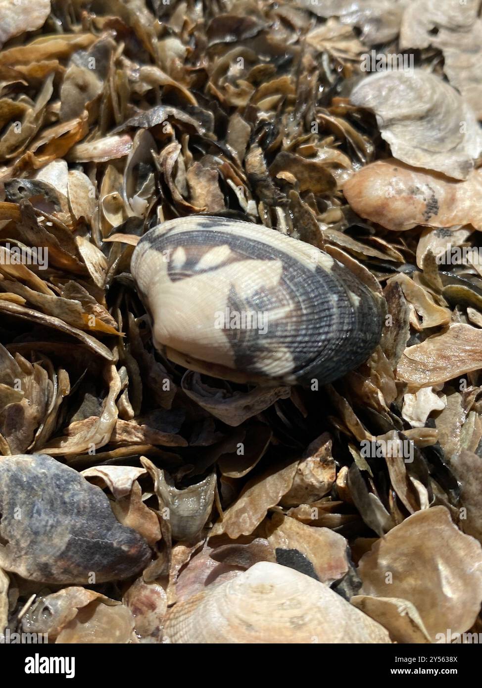 Japanese Littleneck (Ruditapes philippinarum) Mollusca Stock Photo - Alamy
