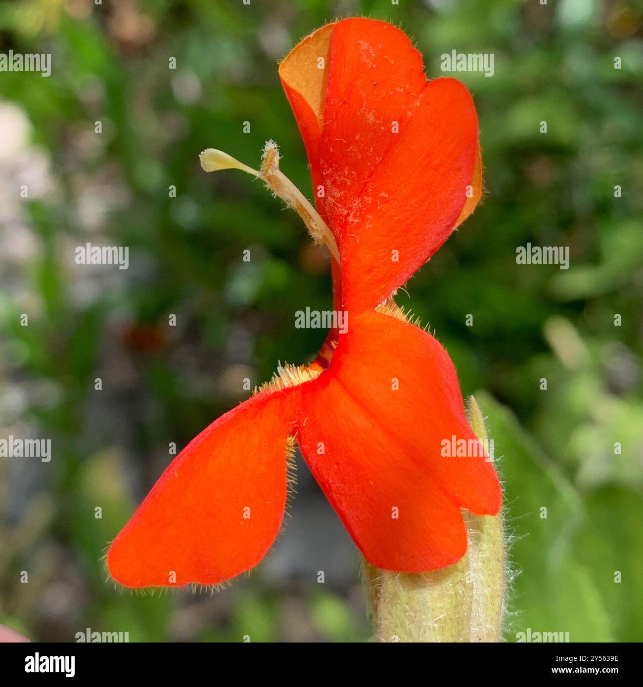 scarlet monkeyflower (Erythranthe cardinalis) Plantae Stock Photo - Alamy