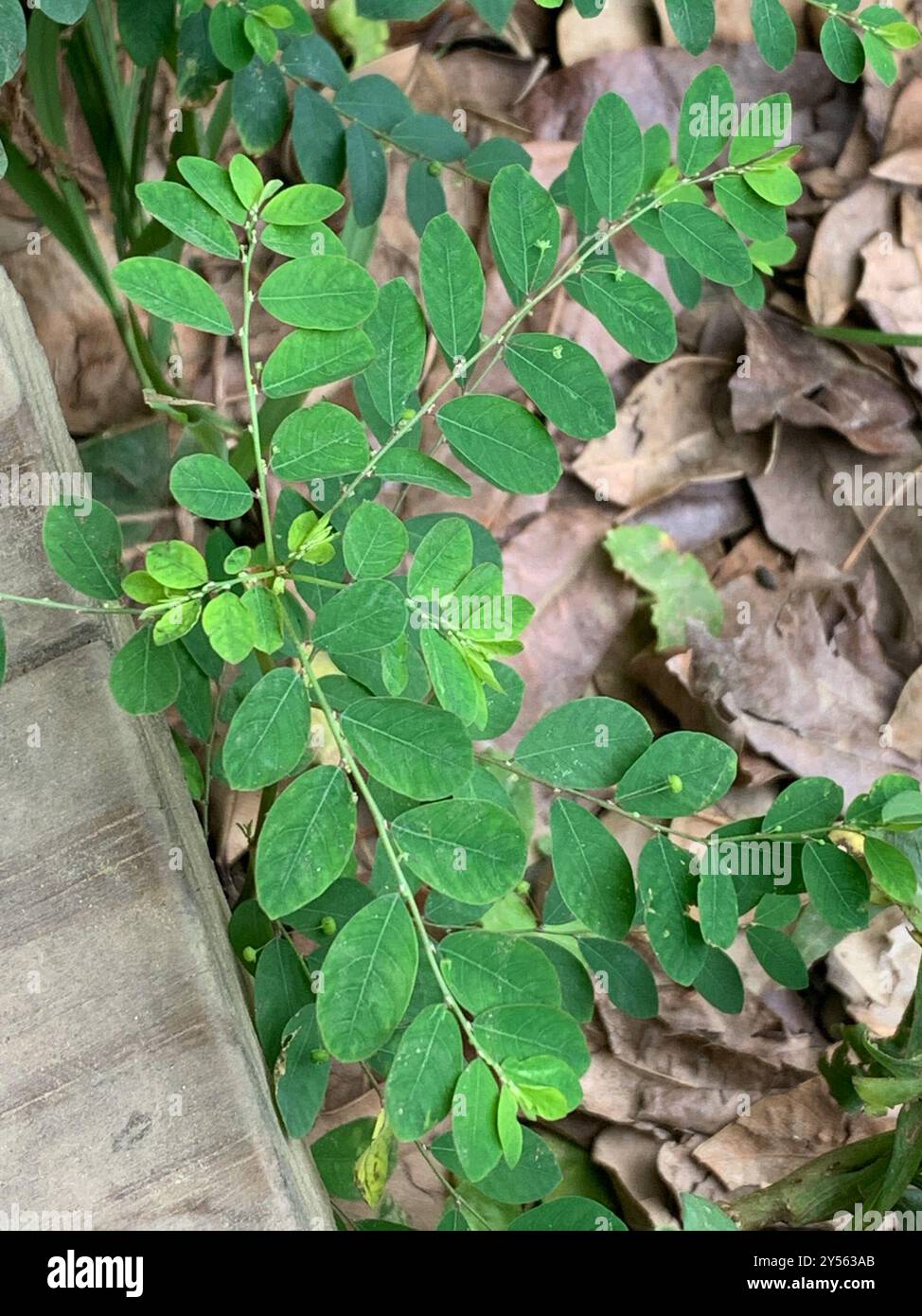 Mascarene Island leaf-flower (Phyllanthus tenellus) Plantae Stock Photo ...
