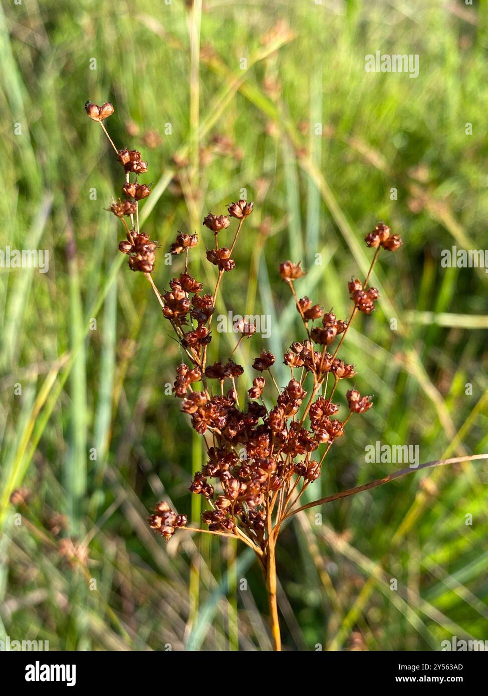 Grass-leaved Rush (Juncus marginatus) Plantae Stock Photo - Alamy
