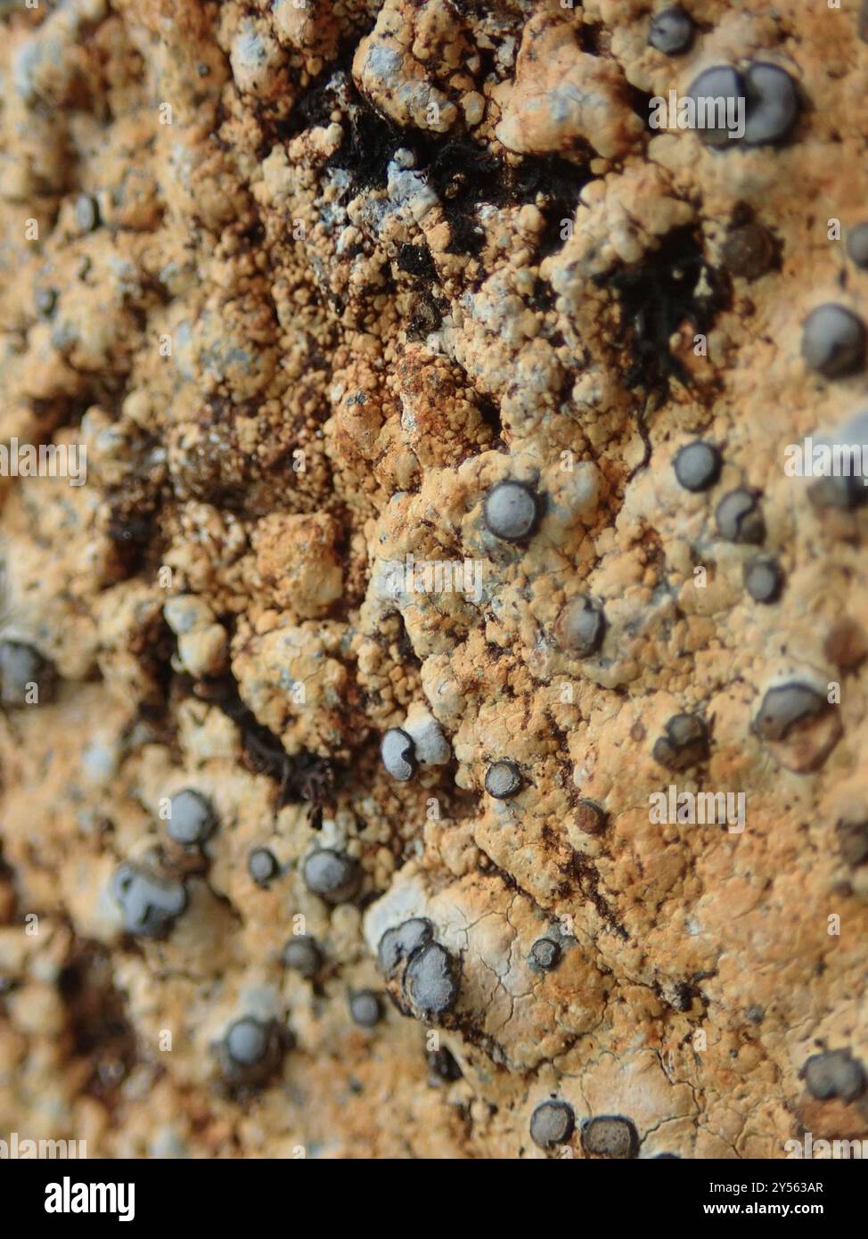Orange Boulder Lichen (Porpidia flavicunda) Fungi Stock Photo - Alamy