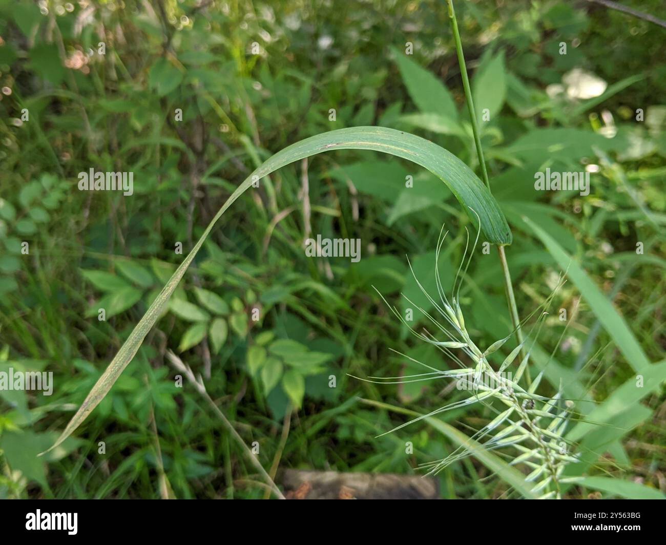 bottlebrush grass (Elymus hystrix) Plantae Stock Photo - Alamy