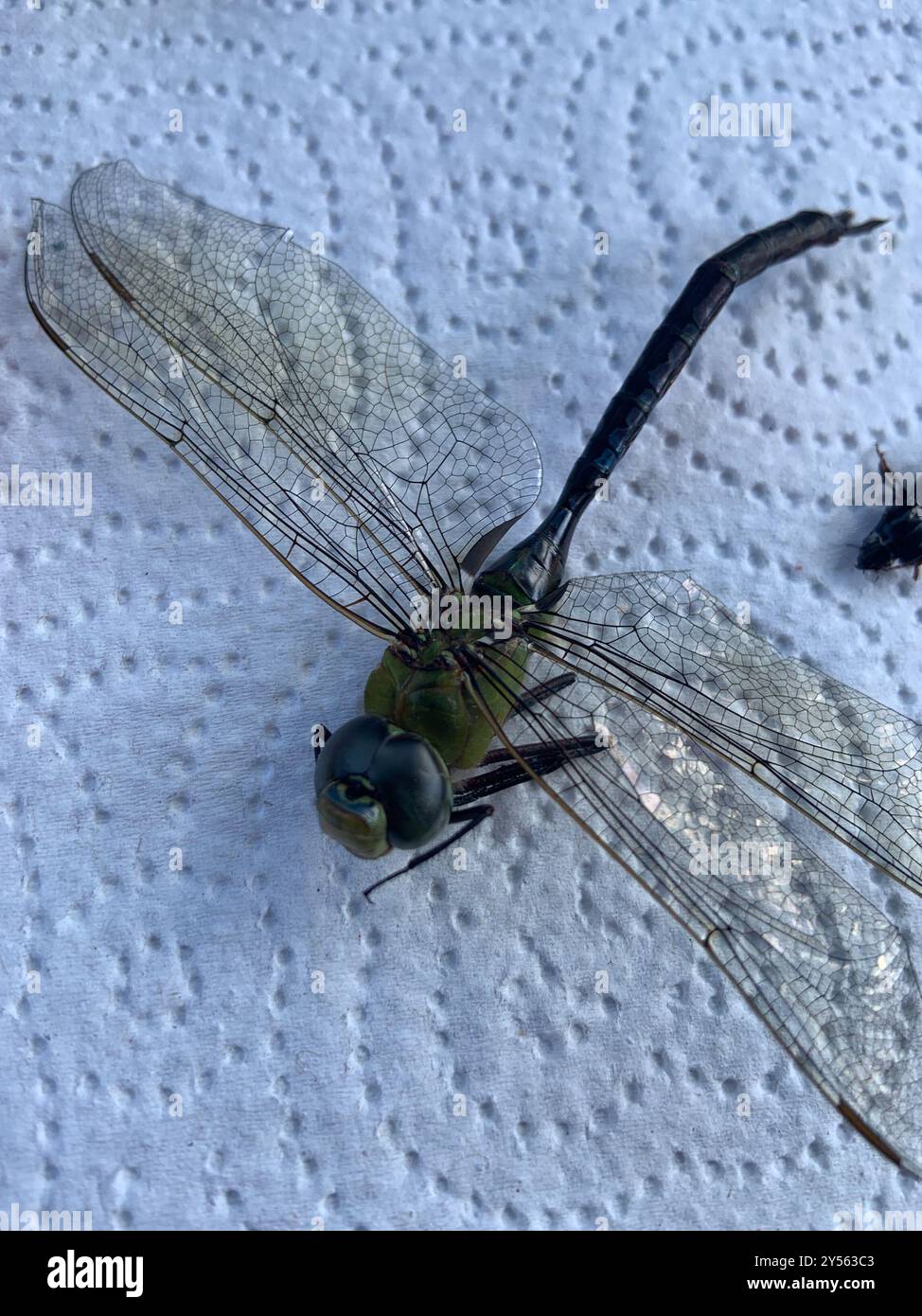 Common Green Darner (Anax junius) Insecta Stock Photo - Alamy