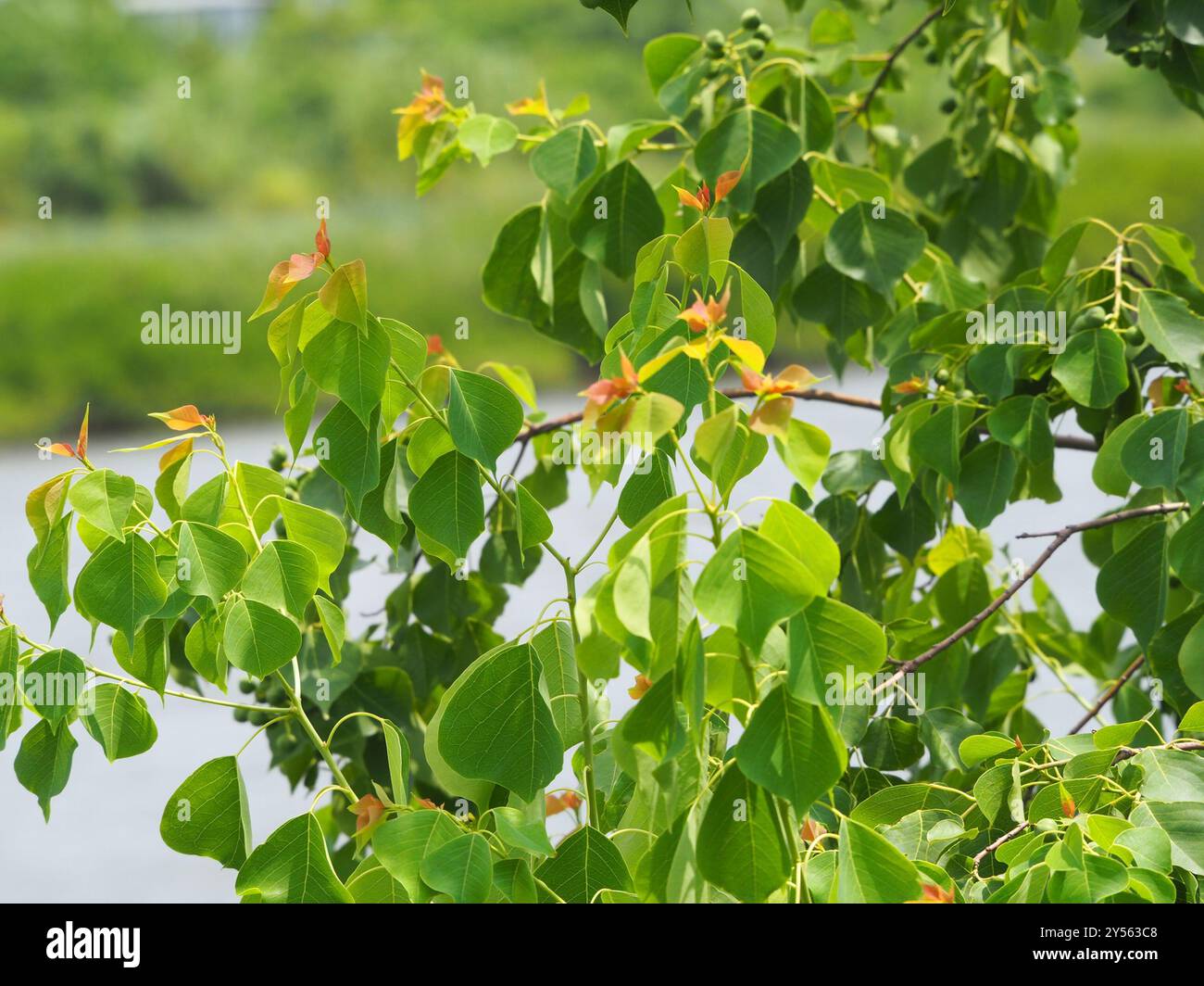 Chinese Tallow (Triadica sebifera) Plantae Stock Photo - Alamy