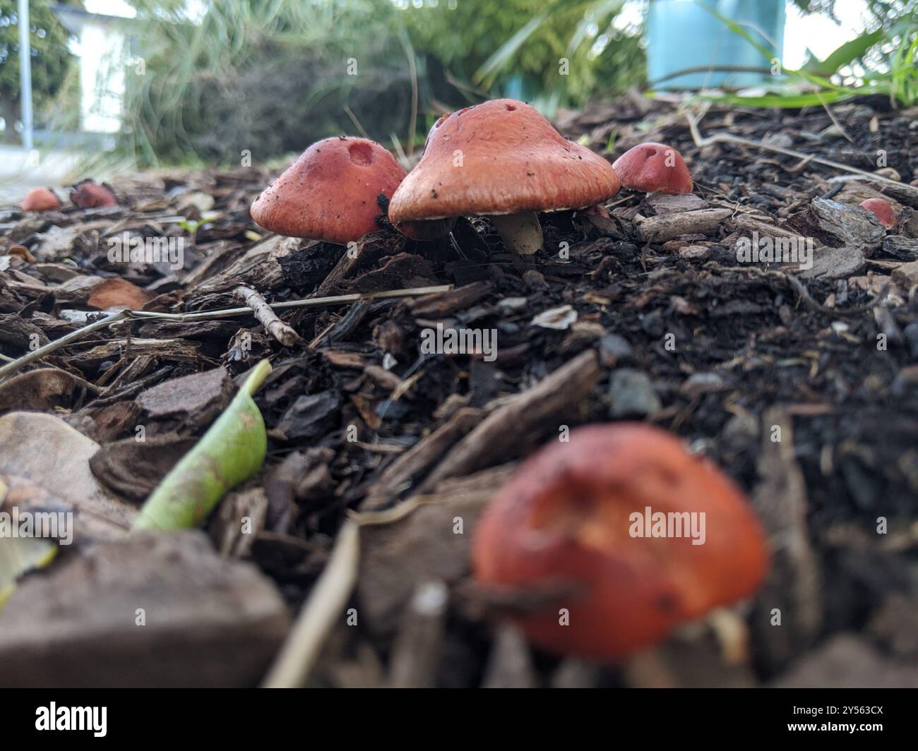 Chip Cherries (Leratiomyces ceres) Fungi Stock Photo - Alamy