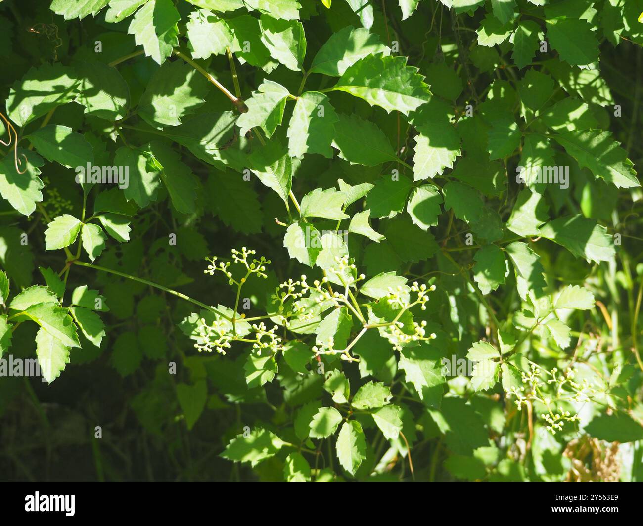 Bushkiller (Causonis japonica) Plantae Stock Photo - Alamy