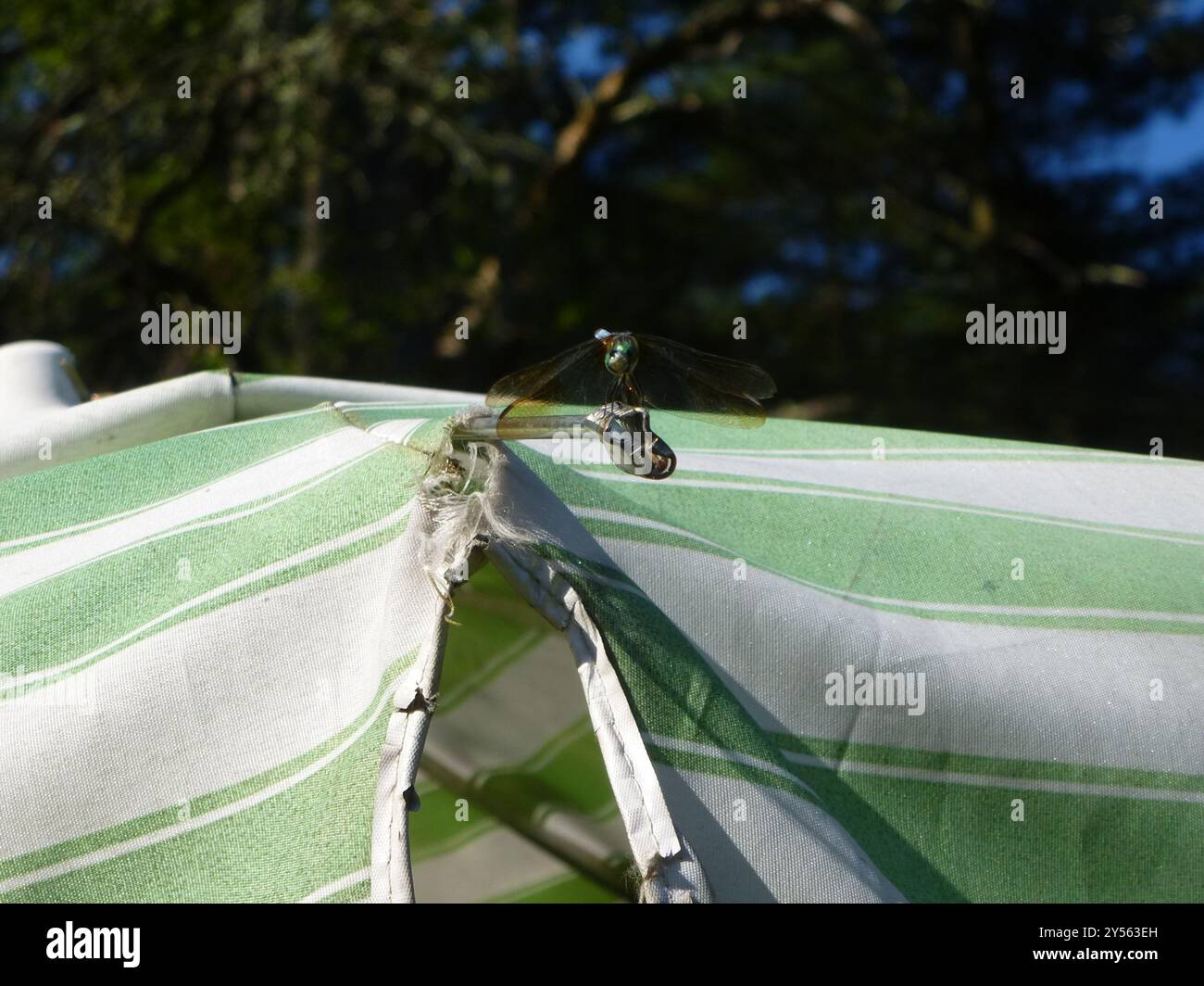 Dragonflies and Damselflies (Odonata) Insecta Stock Photo - Alamy