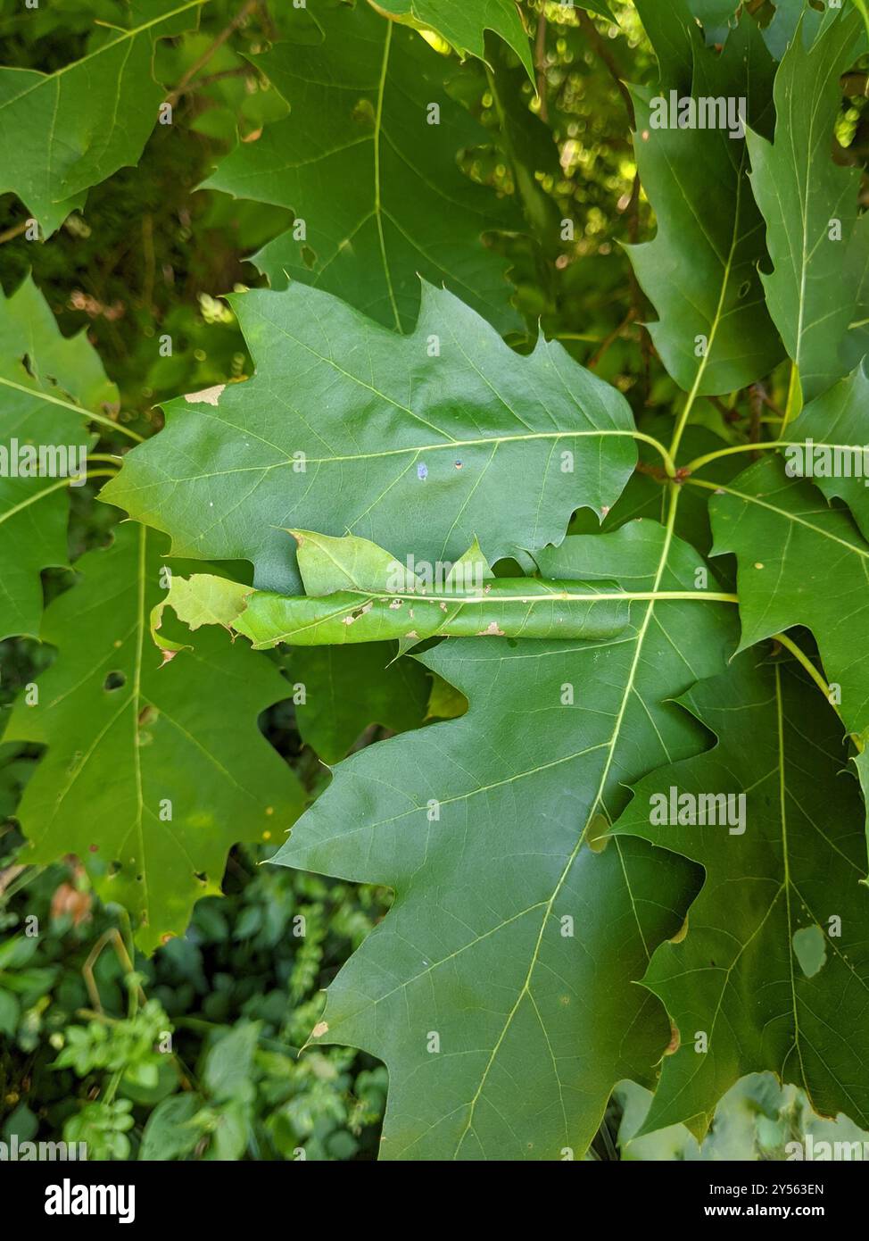 oaks (Quercus) Plantae Stock Photo - Alamy