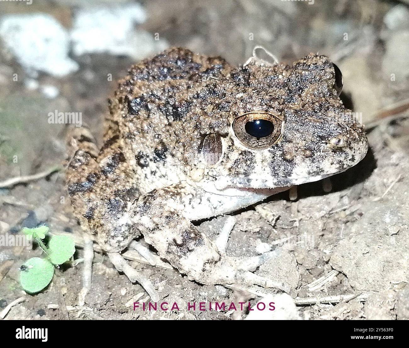 Common Big-headed Frog (Oreobates quixensis) Amphibia Stock Photo - Alamy