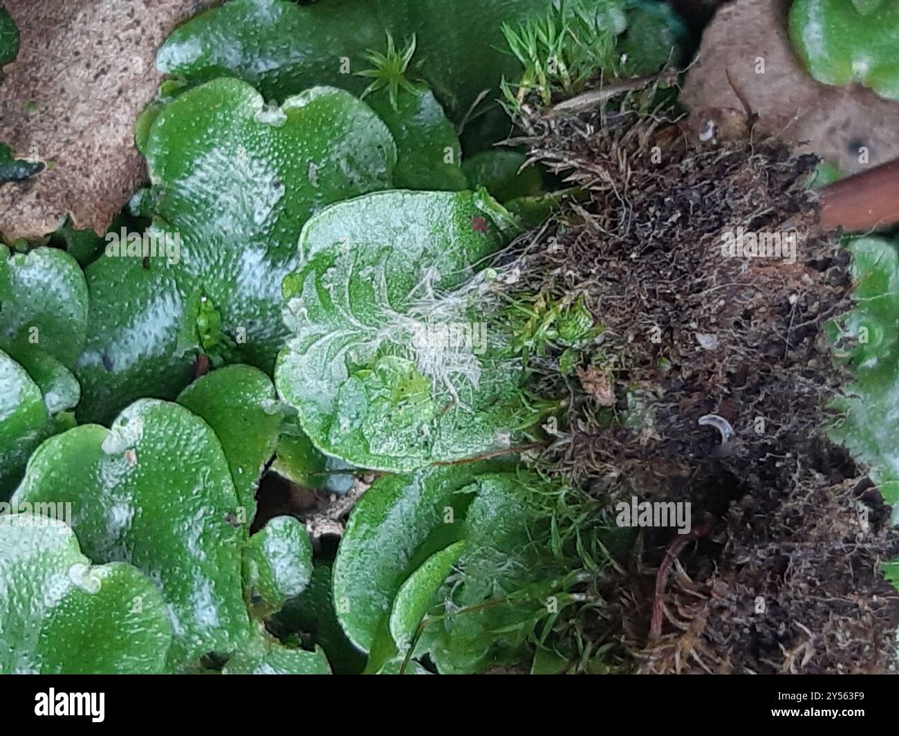 Crescent-cup liverwort (Lunularia cruciata) Plantae Stock Photo - Alamy
