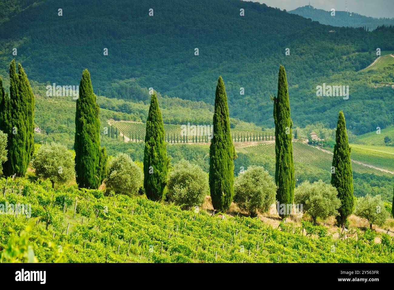 The hills and vineyards of Chianti district between Florence and Siena ...