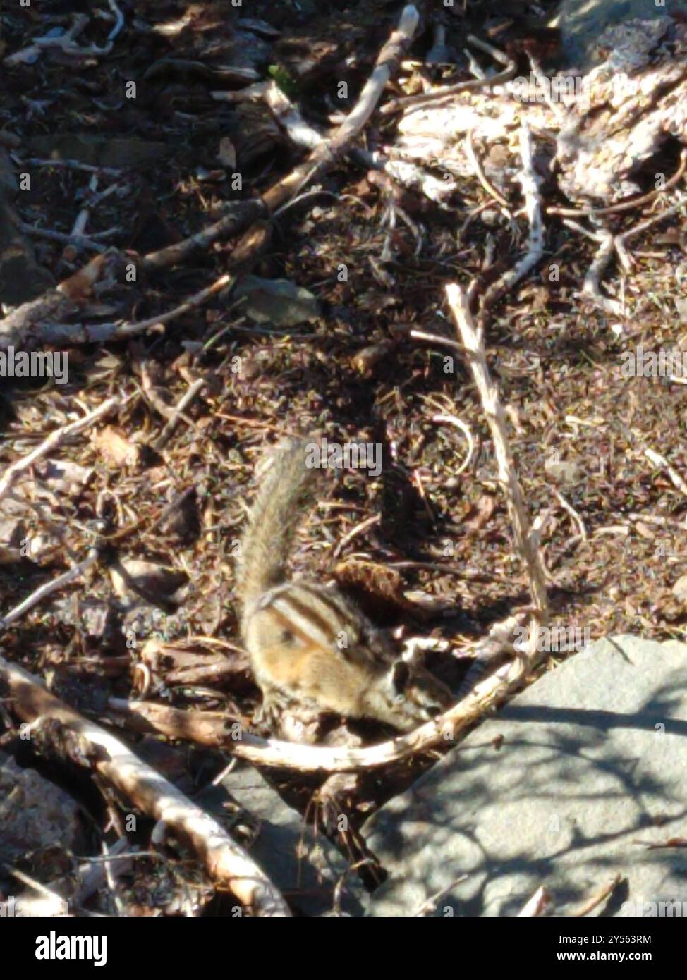Western Chipmunks (Neotamias) Mammalia Stock Photo - Alamy