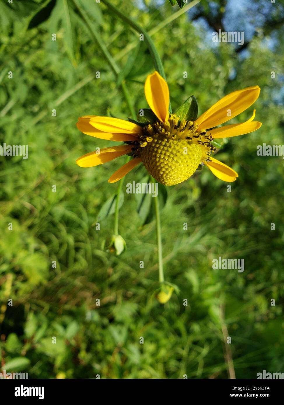 cutleaf coneflower (Rudbeckia laciniata) Plantae Stock Photo - Alamy