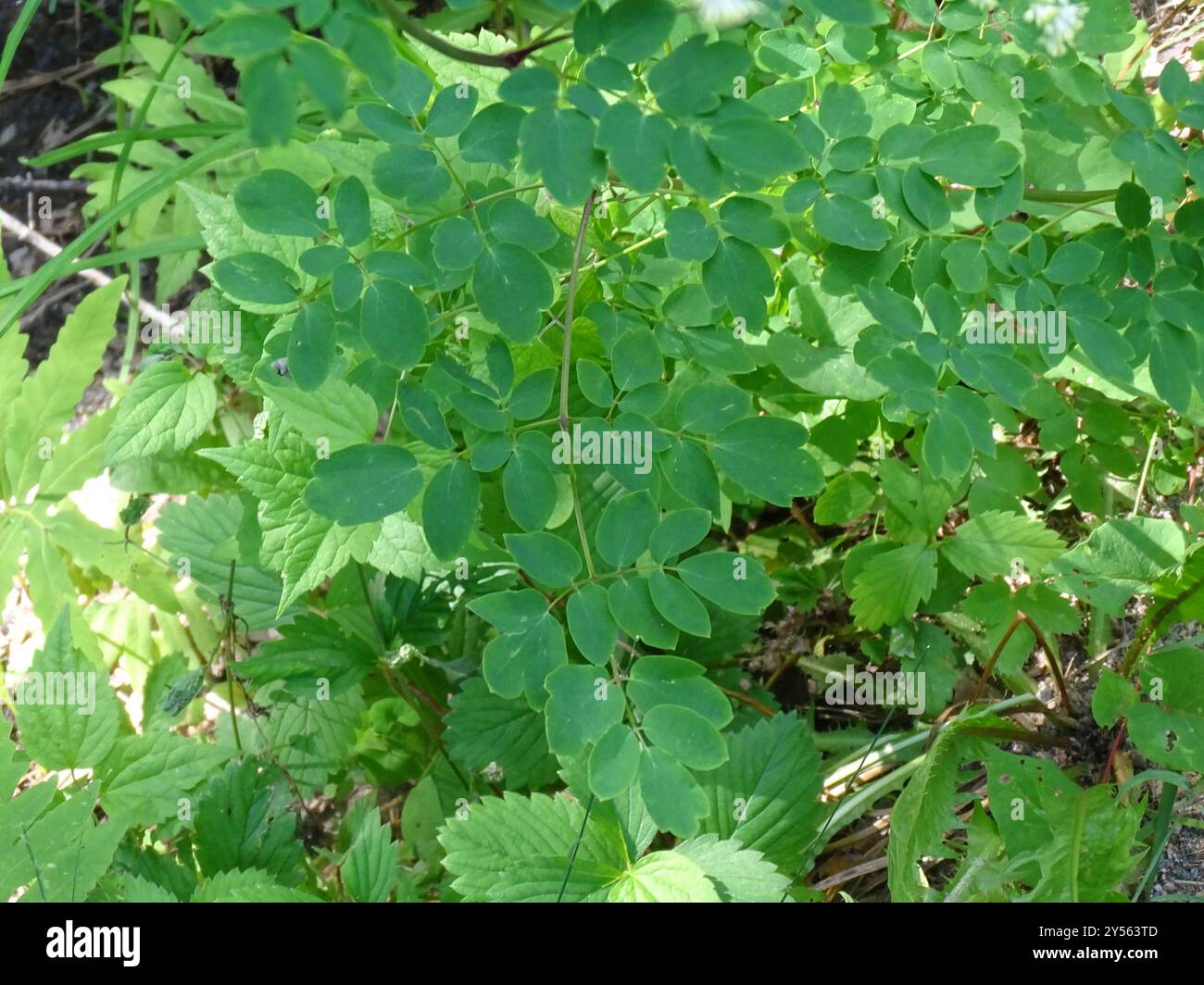 tall meadow-rue (Thalictrum pubescens) Plantae Stock Photo - Alamy