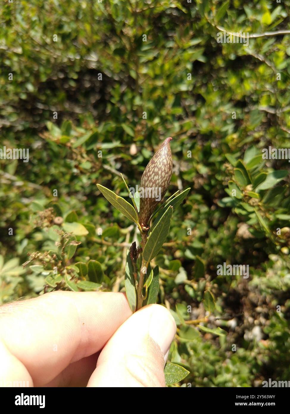 Beaked Spindle Gall Wasp (Heteroecus pacificus) Insecta Stock Photo - Alamy