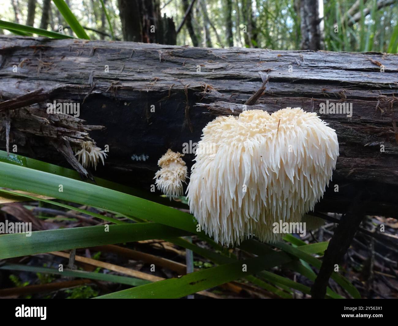 Coral tooth fungus (Hericium coralloides) Fungi Stock Photo - Alamy