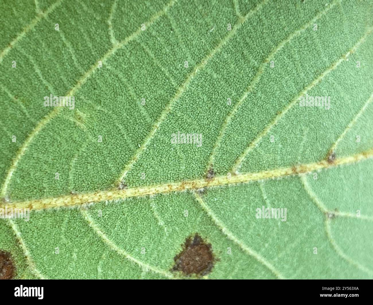 sand hickory (Carya pallida) Plantae Stock Photo - Alamy