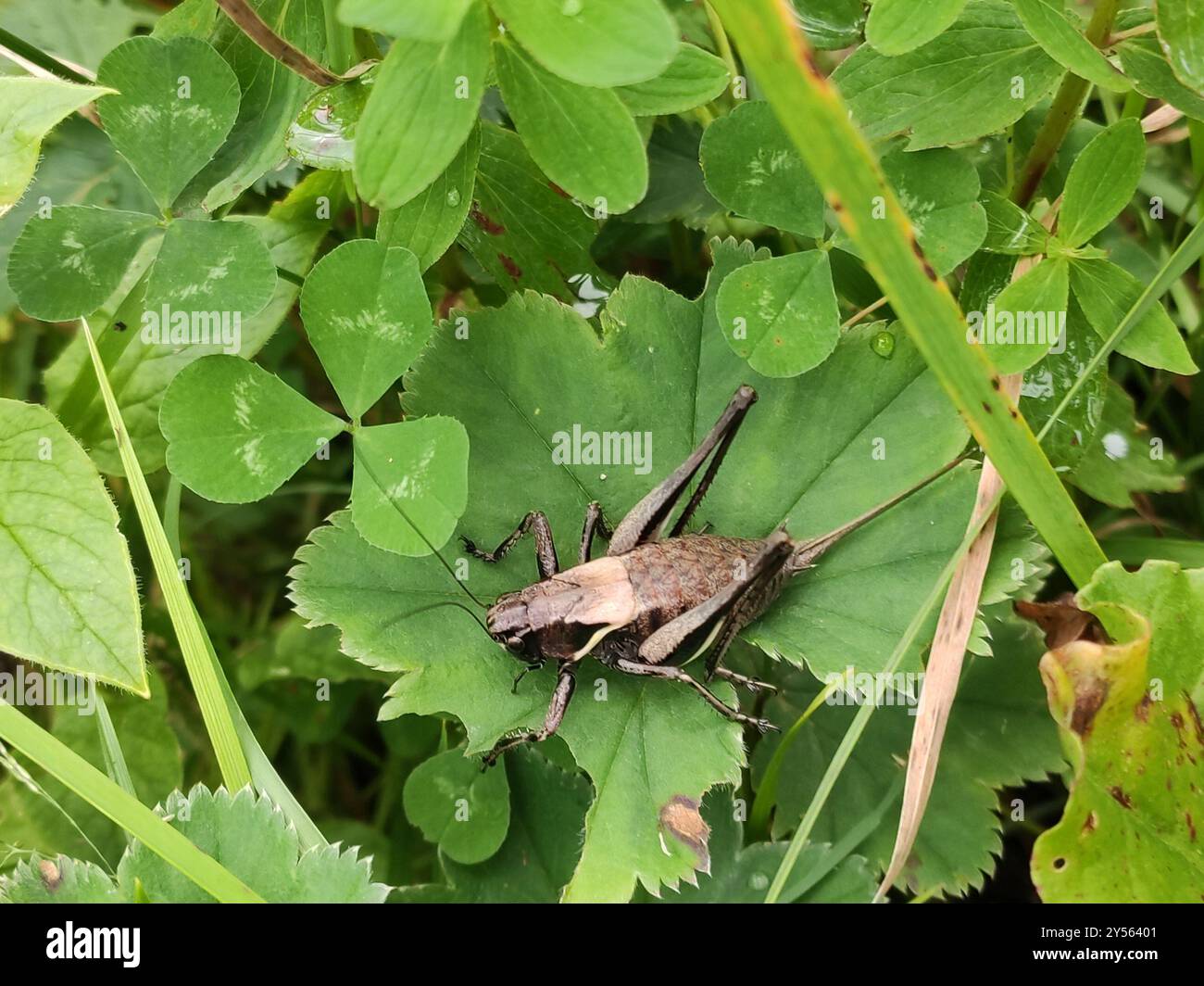 Alpine Dark Bush-cricket (Pholidoptera aptera) Insecta Stock Photo - Alamy