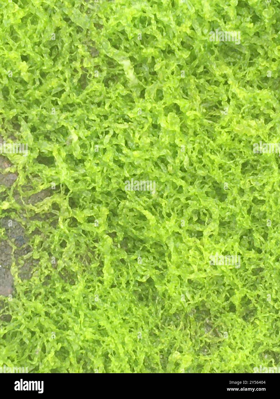 Gutweed (Ulva intestinalis) Plantae Stock Photo - Alamy