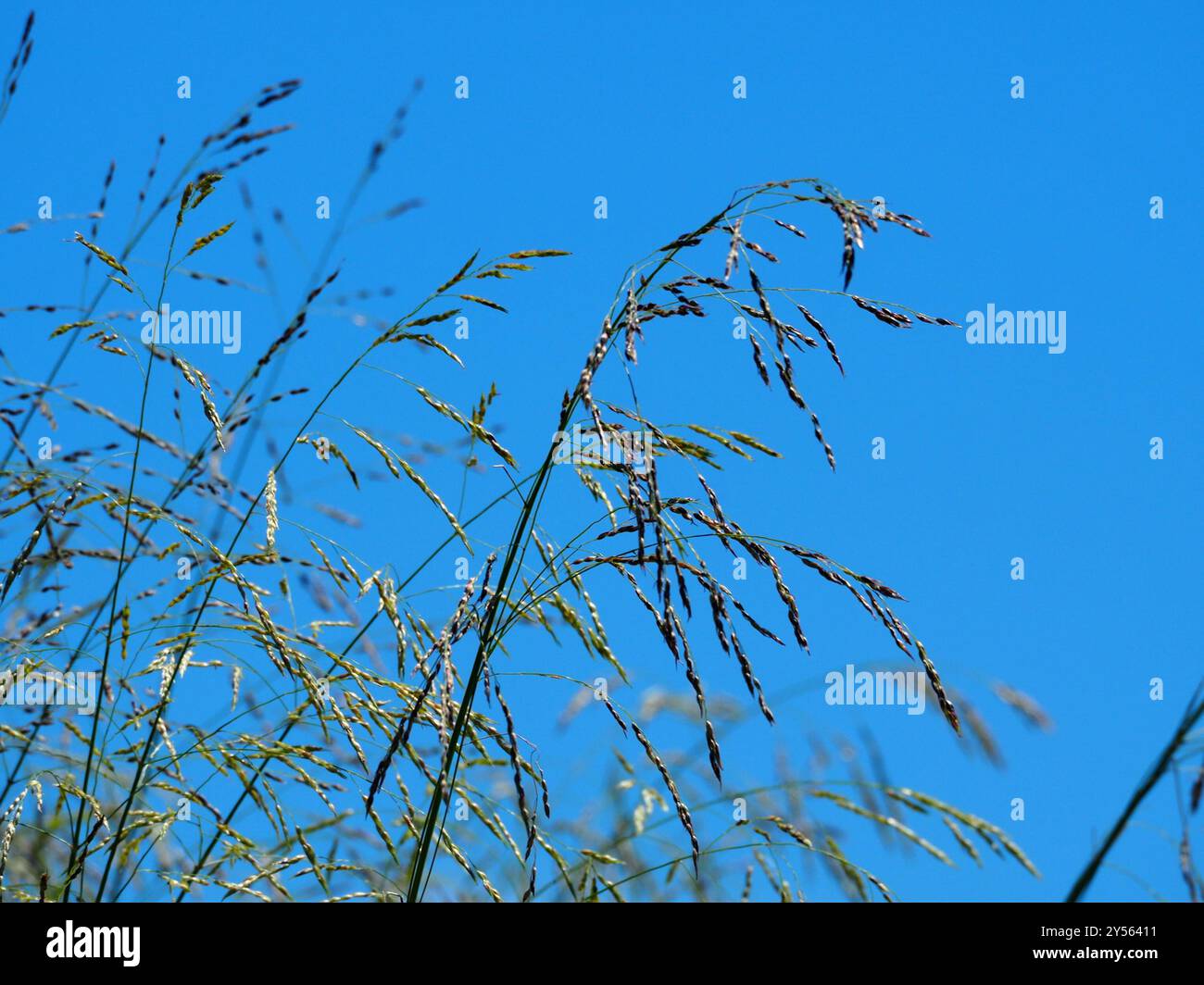 Wild Sorghum (Sorghum bicolor verticilliflorum) Plantae Stock Photo - Alamy