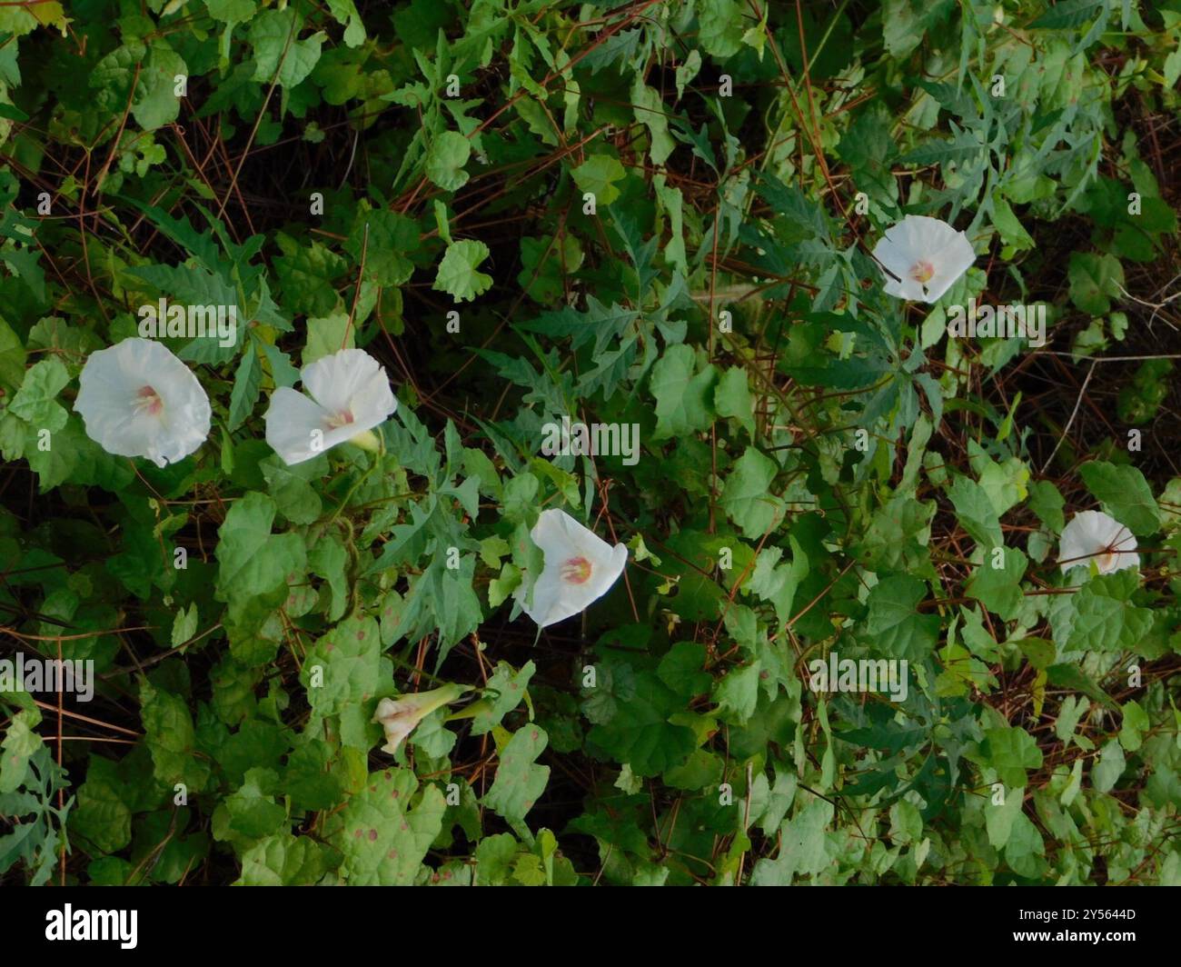 Alamo vine (Distimake dissectus) Plantae Stock Photo - Alamy