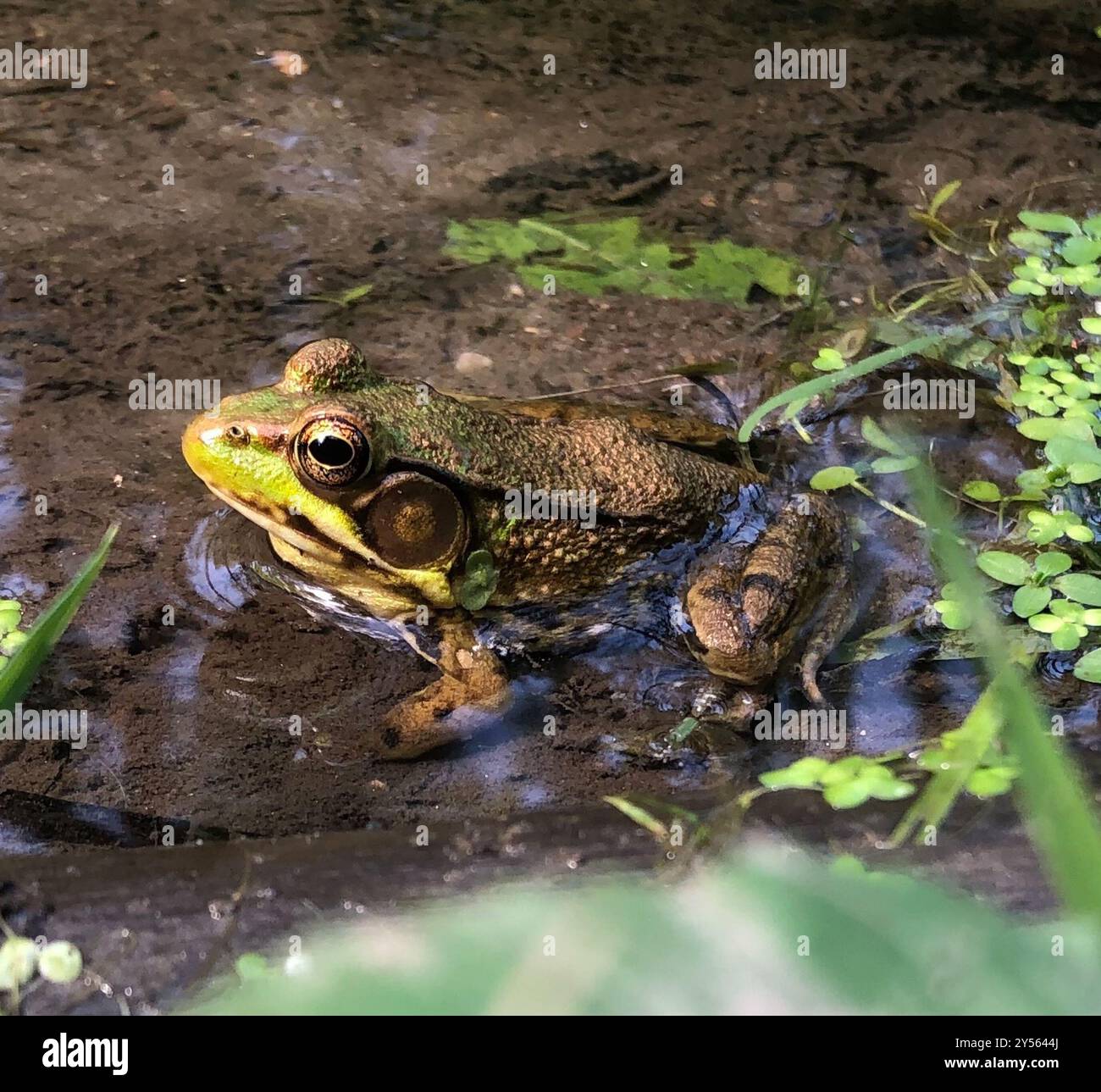 Green Frog (Lithobates clamitans) Amphibia Stock Photo - Alamy