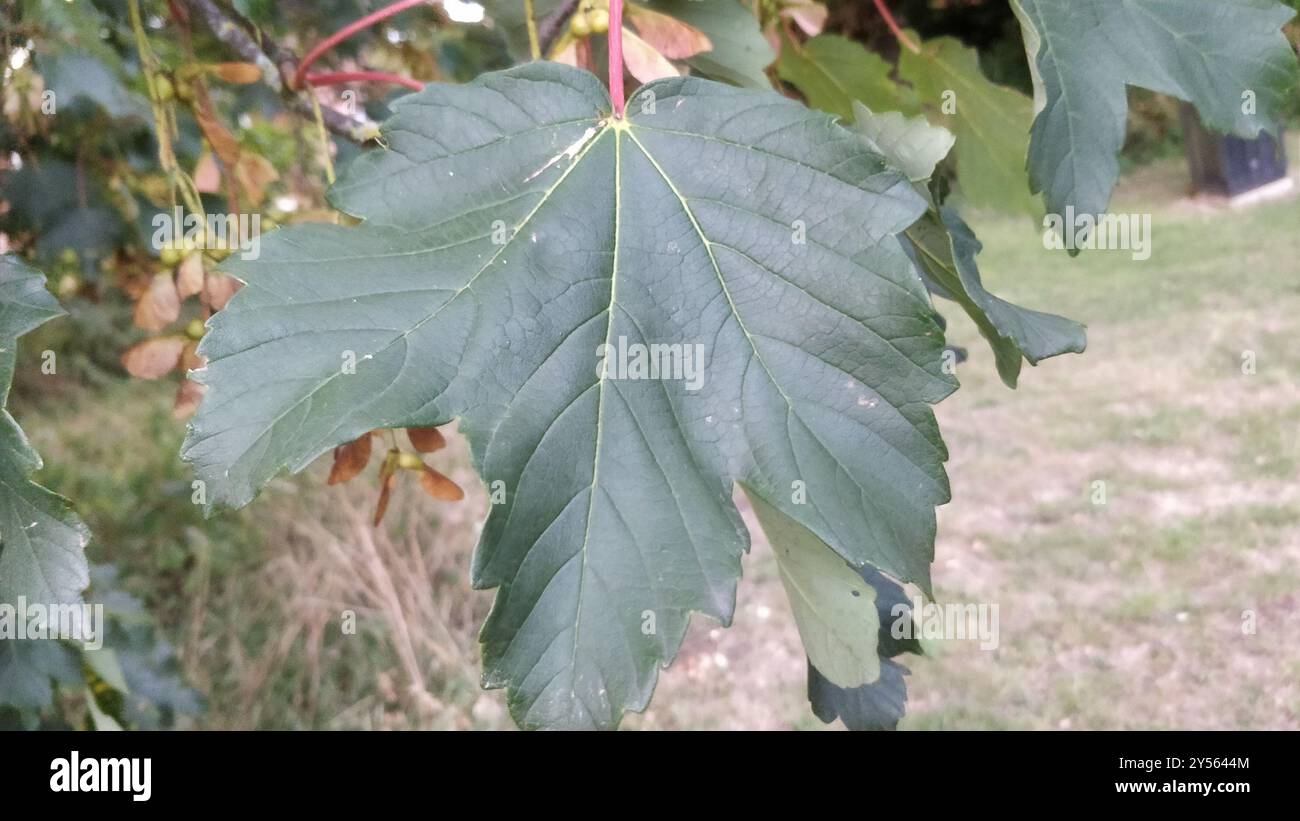 sycamore maple (Acer pseudoplatanus) Plantae Stock Photo - Alamy
