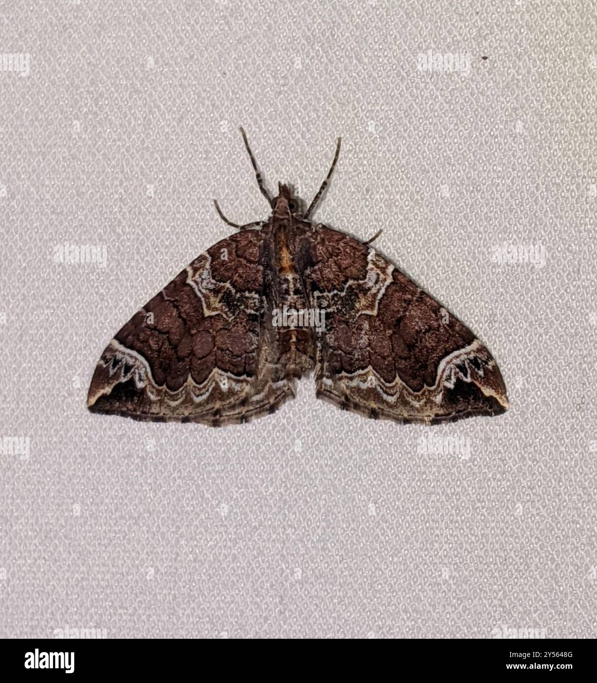 Northwestern Phoenix Moth (Eulithis xylina) Insecta Stock Photo - Alamy