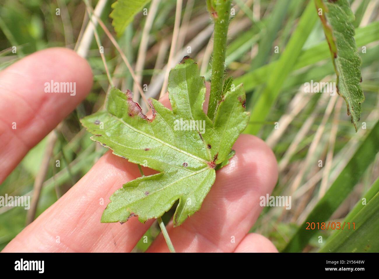 flower-of-an-hour (Hibiscus trionum) Plantae Stock Photo - Alamy