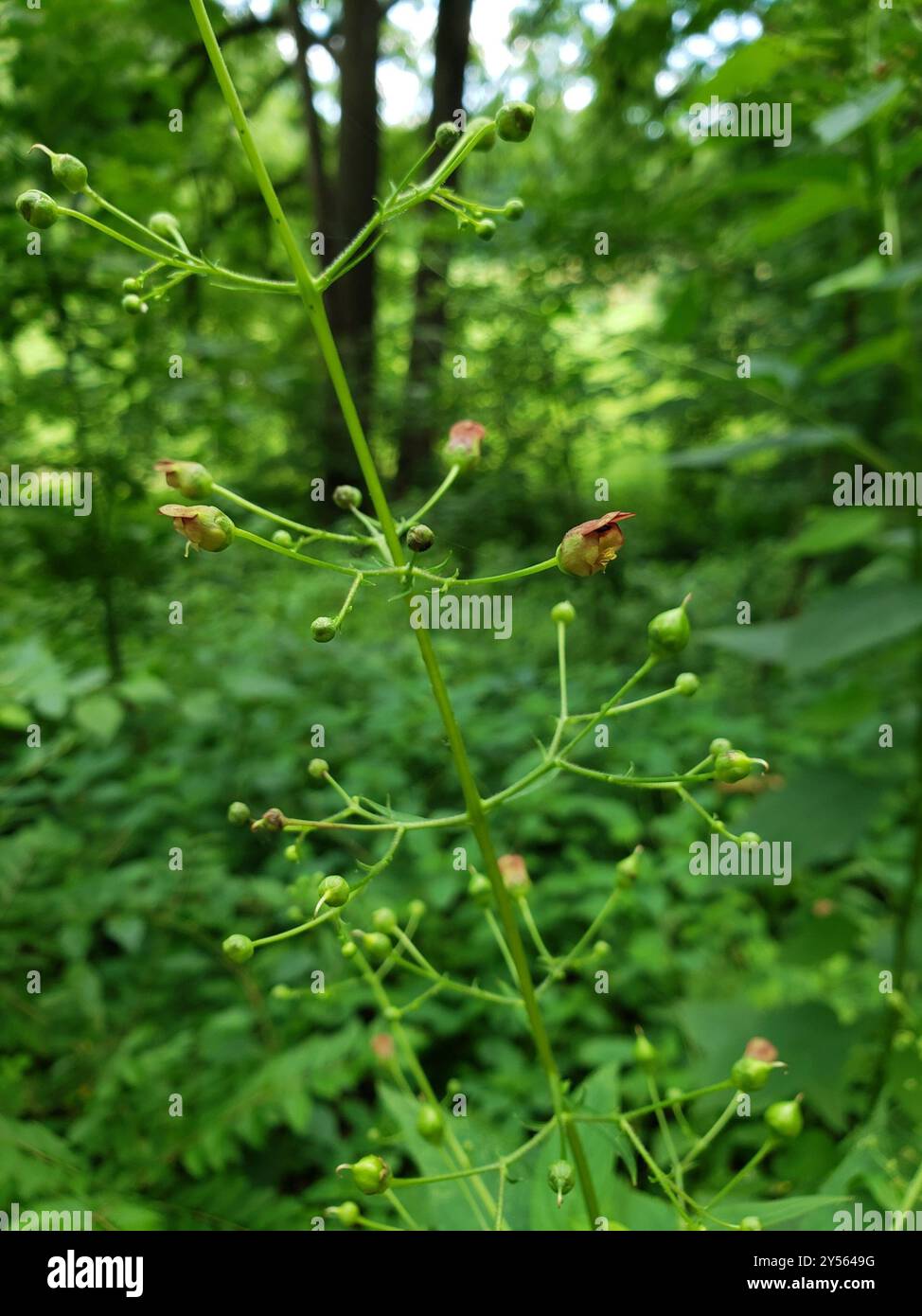 late figwort (Scrophularia marilandica) Plantae Stock Photo - Alamy