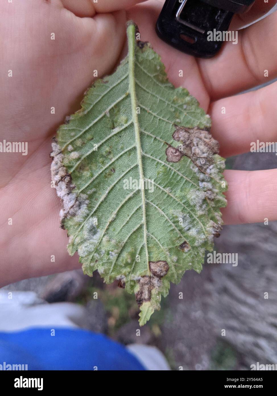 Rice Root Aphid (Tetraneura akinire) Insecta Stock Photo - Alamy