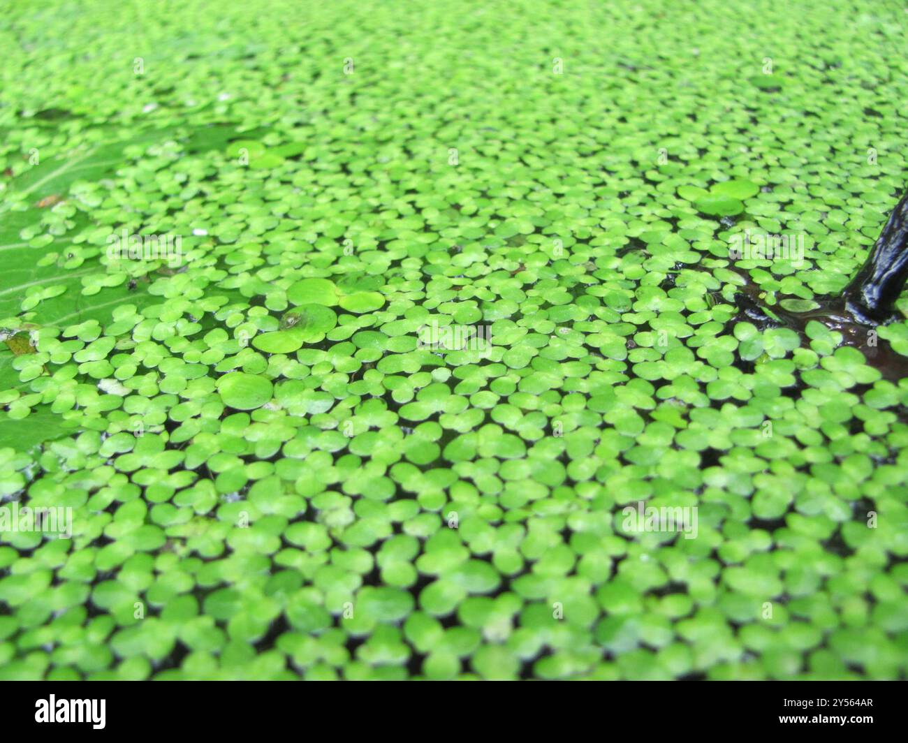 duckweeds (Lemnoideae) Plantae Stock Photo - Alamy